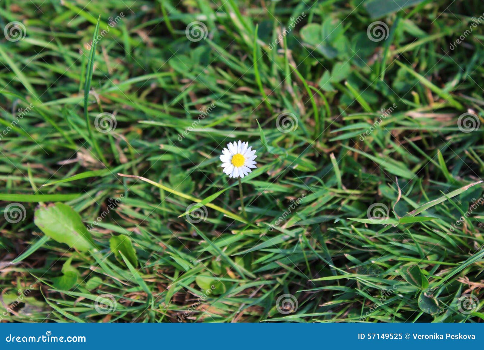 Lonely daisy flower stock image. Image of meadow, farm - 57149525