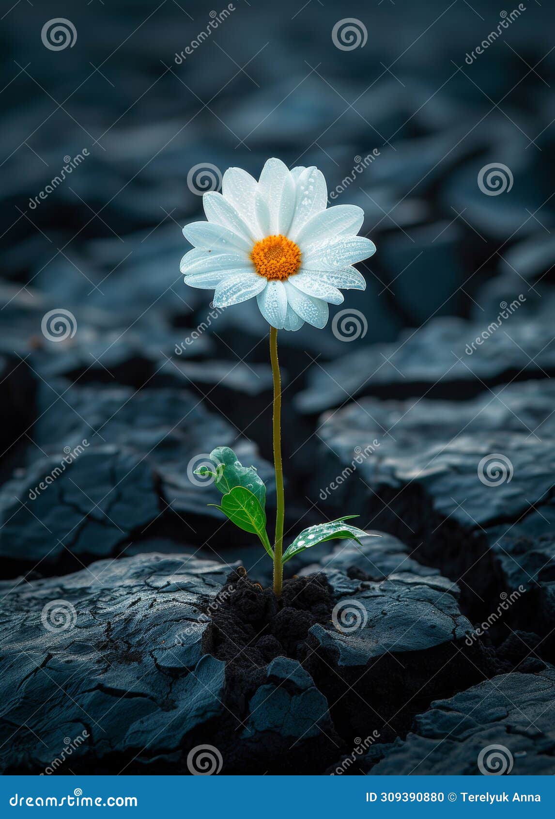 Lonely Daisy Flower Grows in Dried Up Empty Swamp. Concept of ...