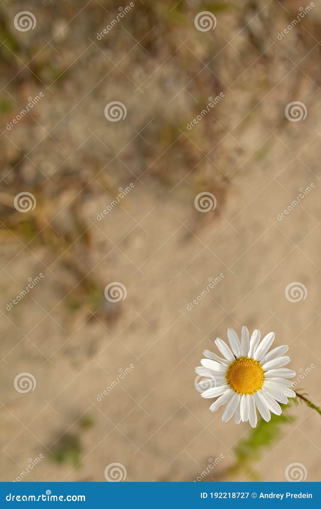 Lonely daisy grows stock image. Image of vignette, daisy - 192218727