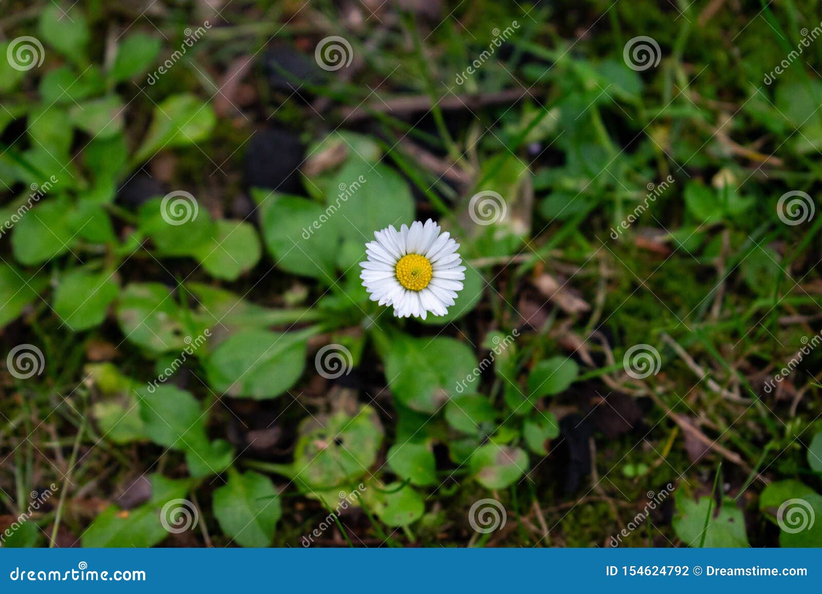 A lonely daisy stock photo. Image of pflanze, happy - 154624792
