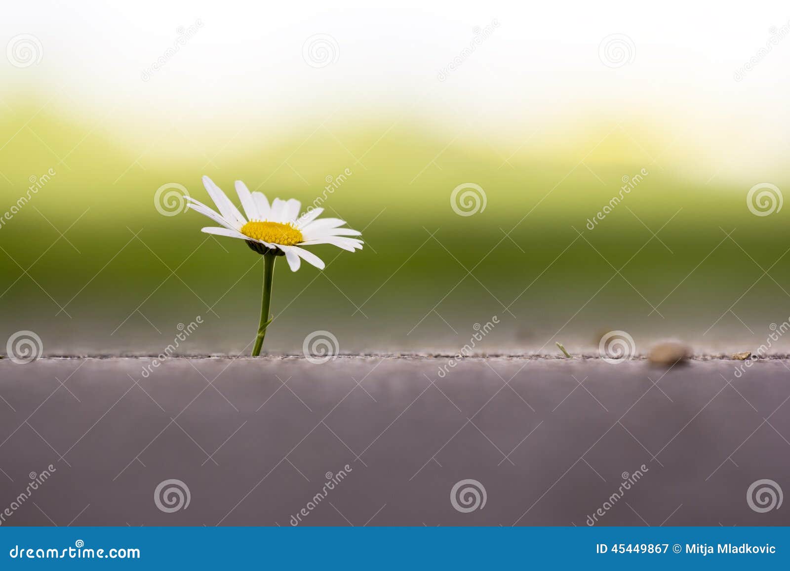 Lonely daisy stock image. Image of alone, lonely, petal - 45449867