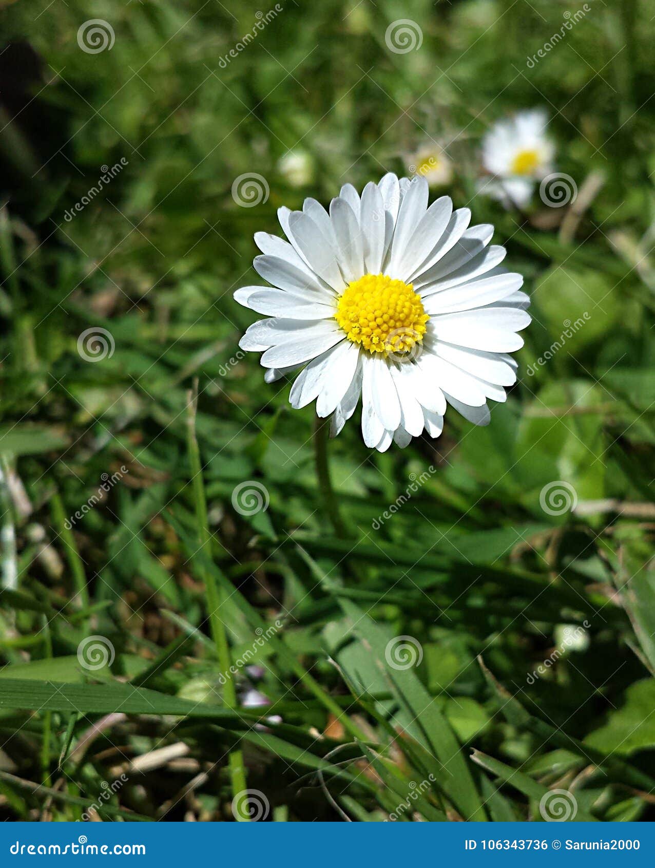 A lonely Daisy stock photo. Image of flower, grassy - 106343736