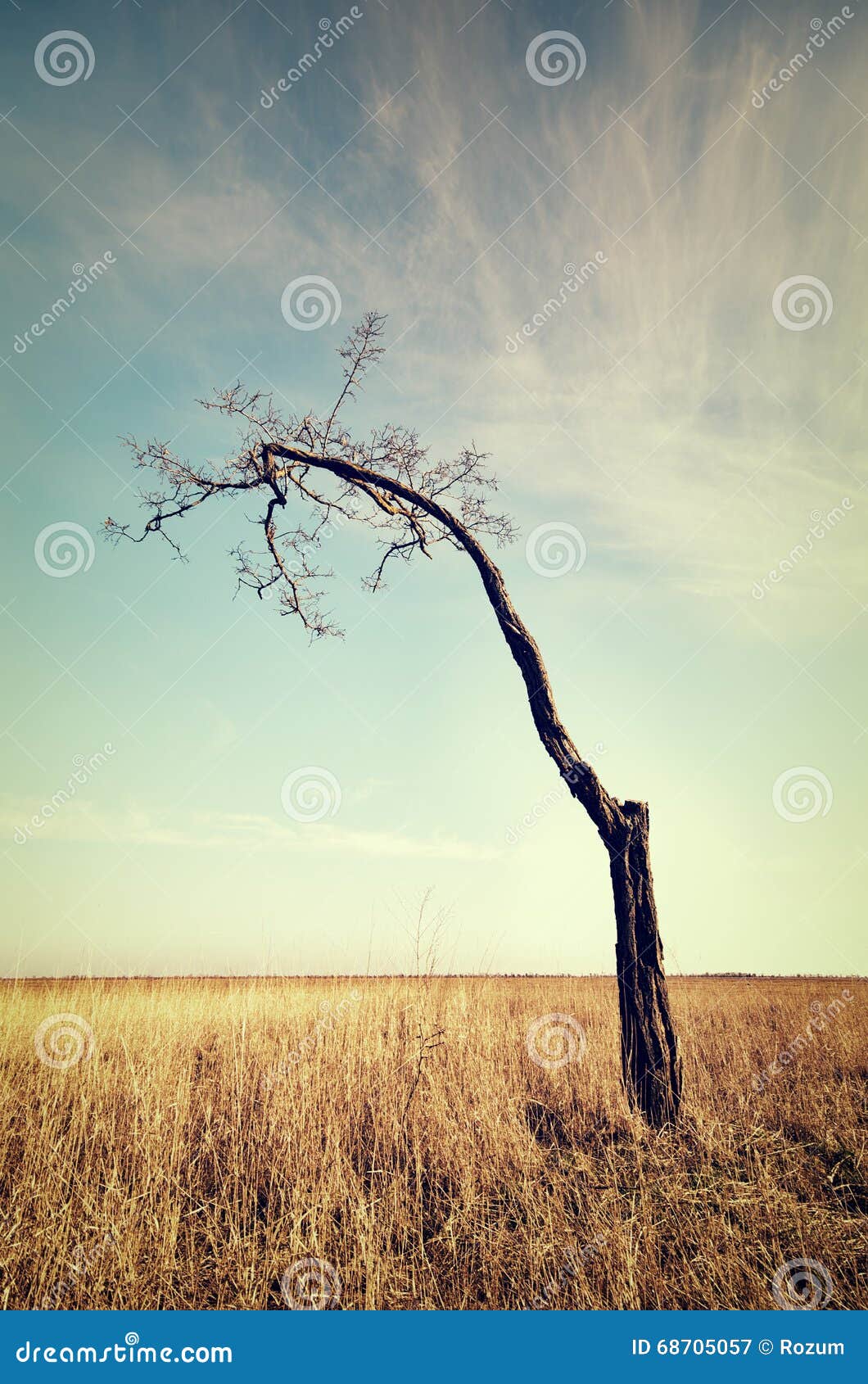 Lonely dead tree. stock image. Image of blue, dark, dramatic - 68705057