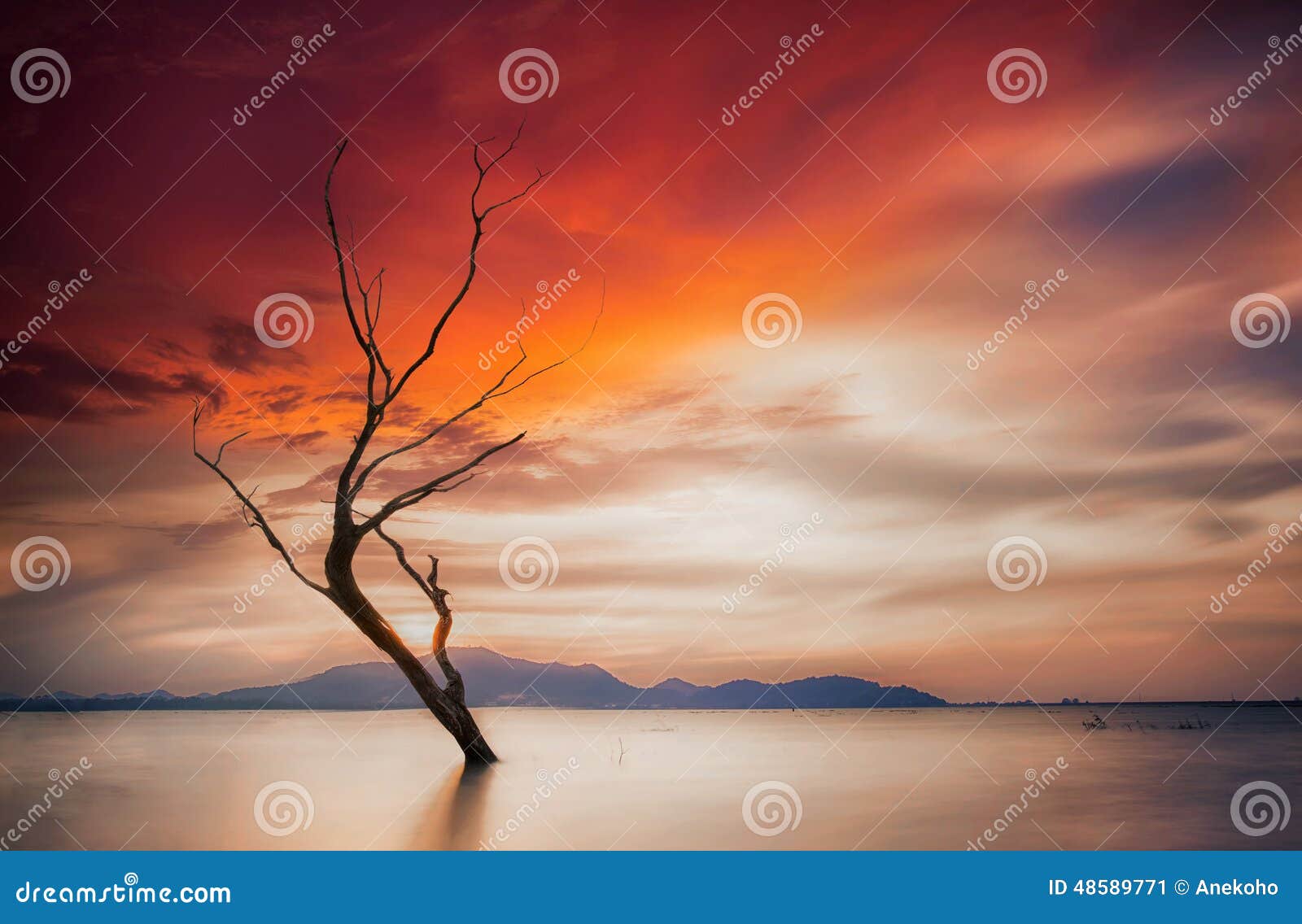 Lonely dead tree stock image. Image of dark, countryside - 48589771