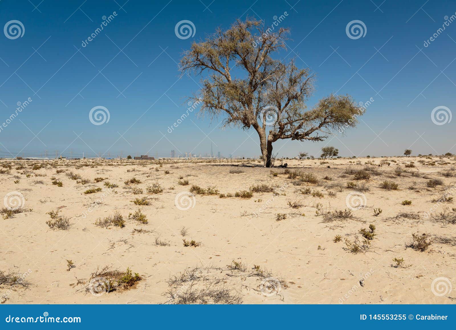 Lonely Dead Tree in the Desert Stock Image - Image of skyline, lonely ...