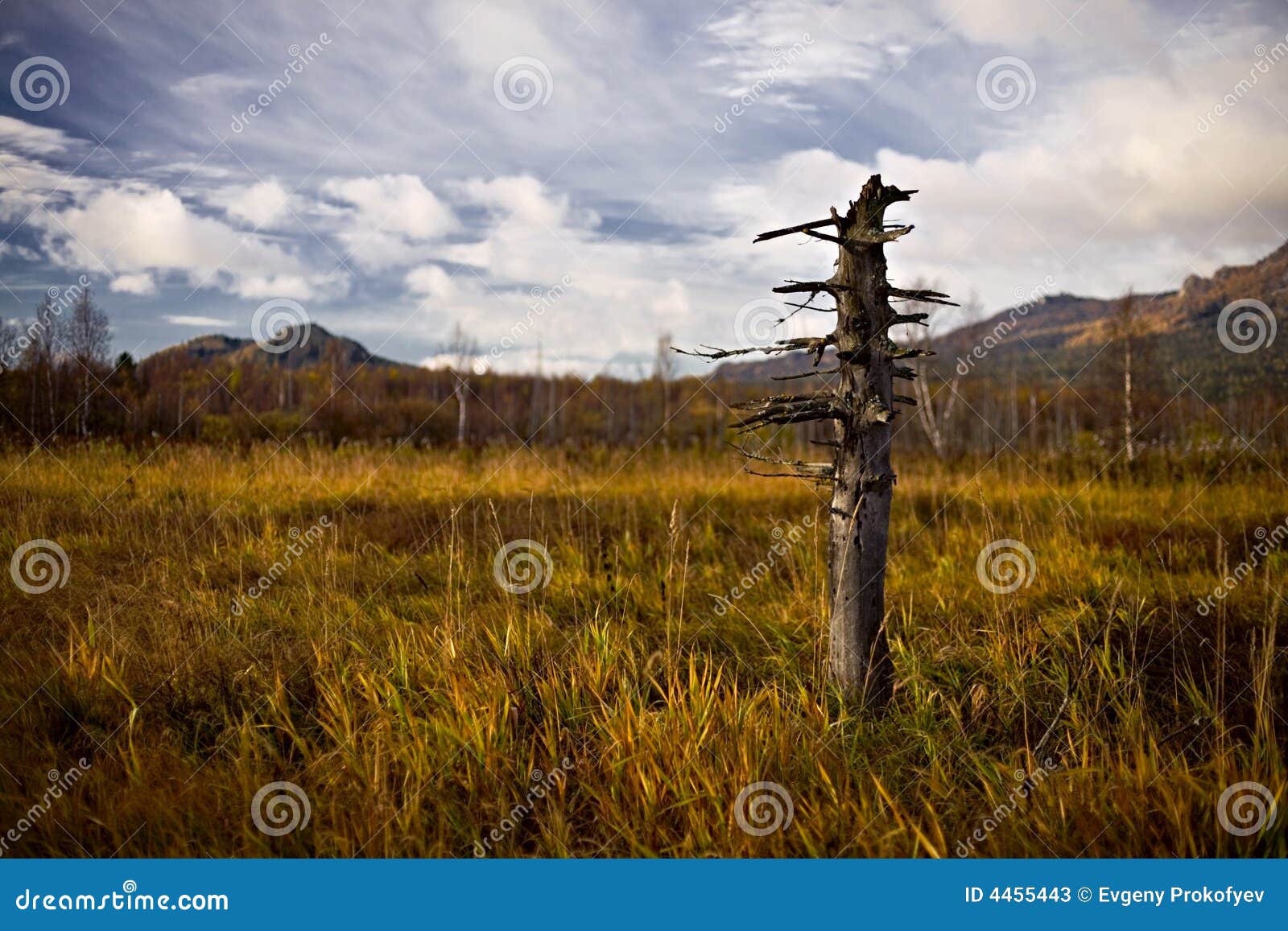 Lonely Dead Tree on a Marsh Stock Image - Image of loneliness, nature ...