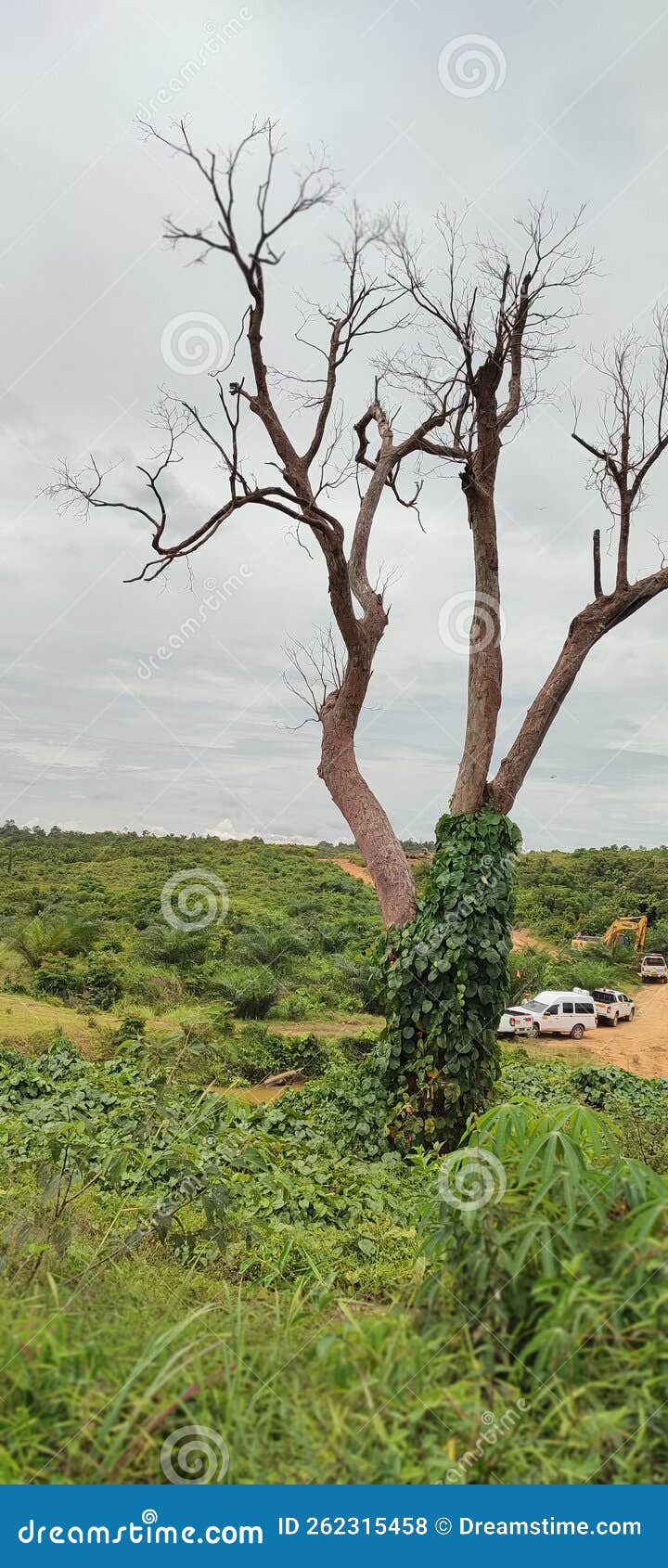 Lonely Dead Tree in the Middle of Nowhere Stock Photo - Image of green ...