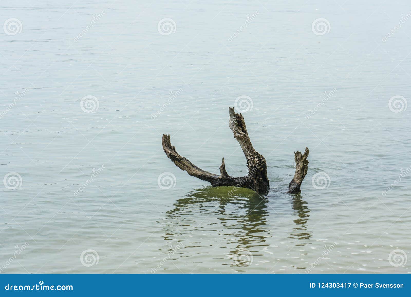 Lonely Dead Tree in the River Stock Image - Image of tree, reflection ...