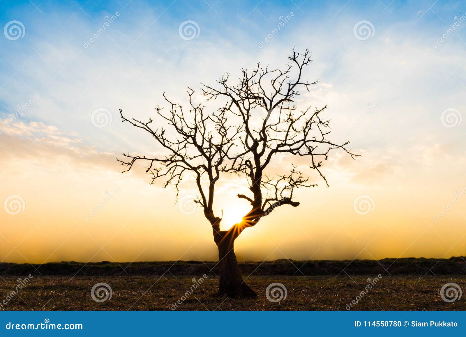 Lonely Dead Tree during Sunset Stock Photo - Image of safari, dusk ...