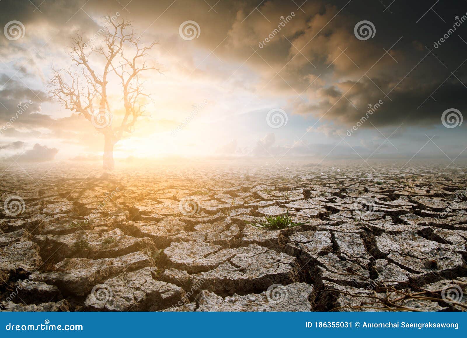 Lonely Dead Tree Under Dramatic Evening Sunset Sky with Cloudy Drought ...