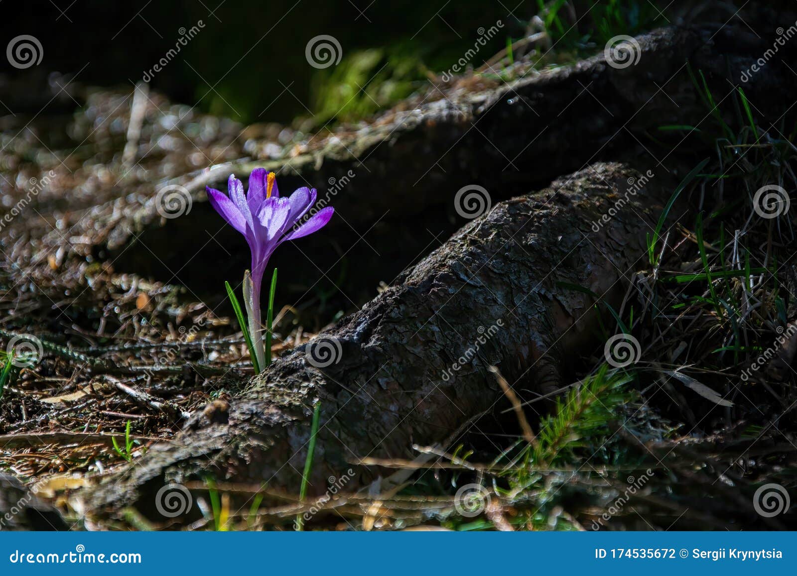 Lonely Delicate Fragile Crocus among Dark Tree Roots Stock Photo ...