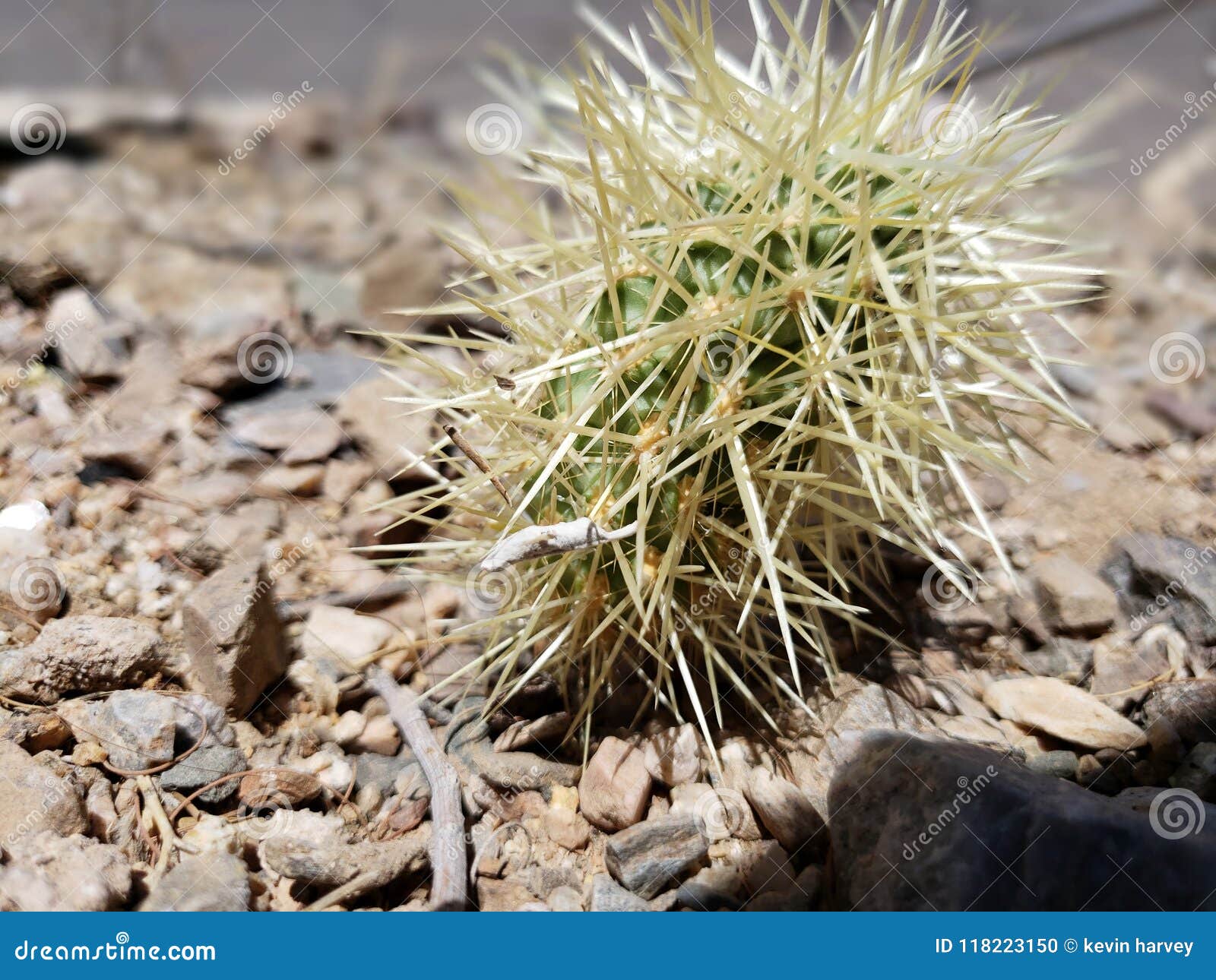 Lonely desert cactus stock photo. Image of desert, cactus - 118223150