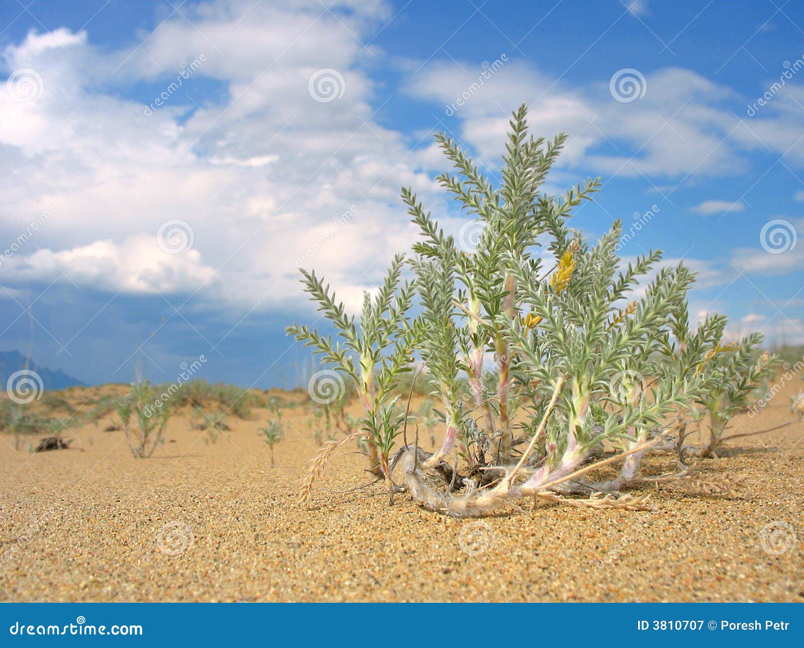 Desert Plant Spikes Royalty-Free Stock Image | CartoonDealer.com #60983836