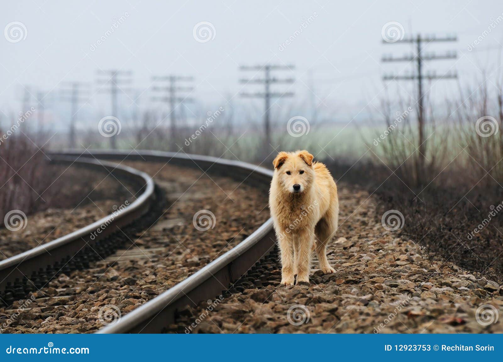 Lonely dog stock image. Image of attitude, waiting, alone - 12923753