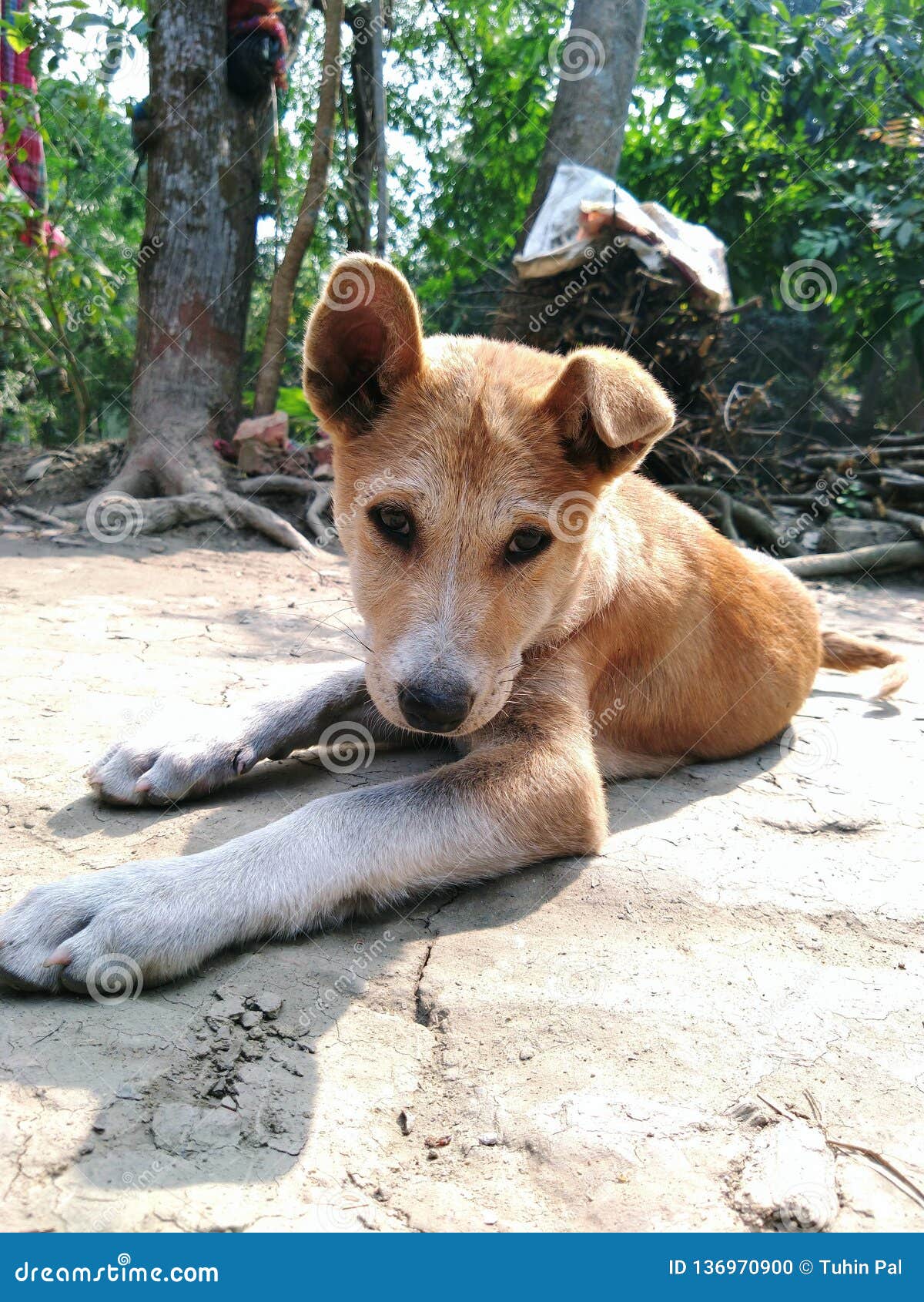 Lonely Dog stock photo. Image of mammals, lonely - 136970900