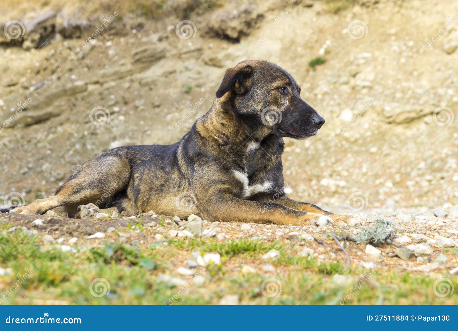 The lonely dog stock photo. Image of trip, stone, lost - 27511884