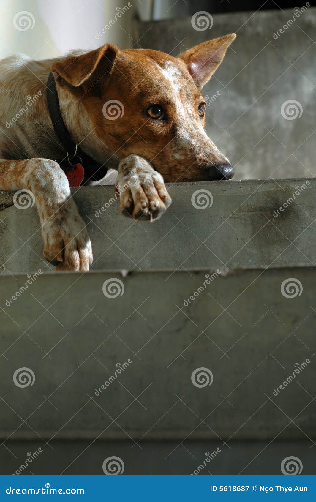 Lonely Dog stock image. Image of companion, night, alone - 5618687