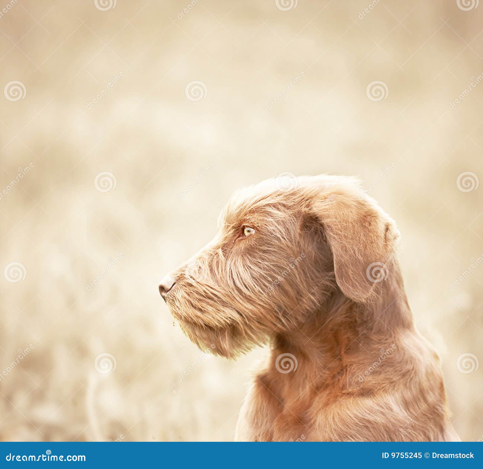 Lonely dog stock image. Image of cute, looking, nose, idea - 9755245