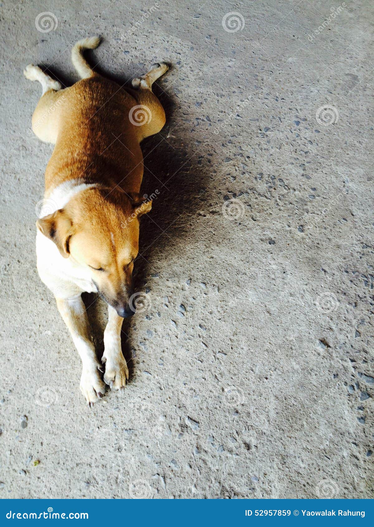 The lonely dog stock image. Image of waiting, lonely - 52957859