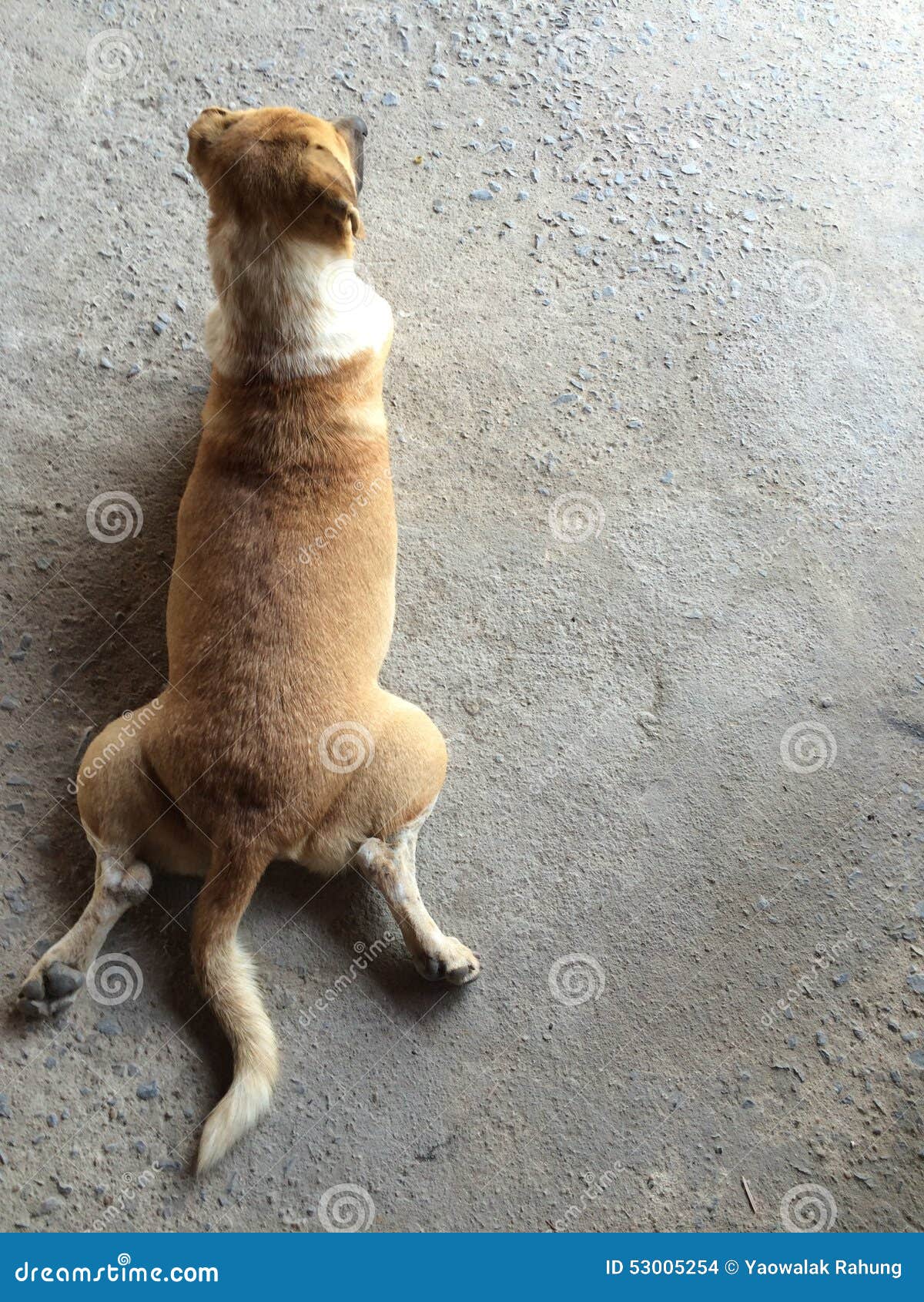 The lonely dog stock photo. Image of back, alone, lonely - 53005254