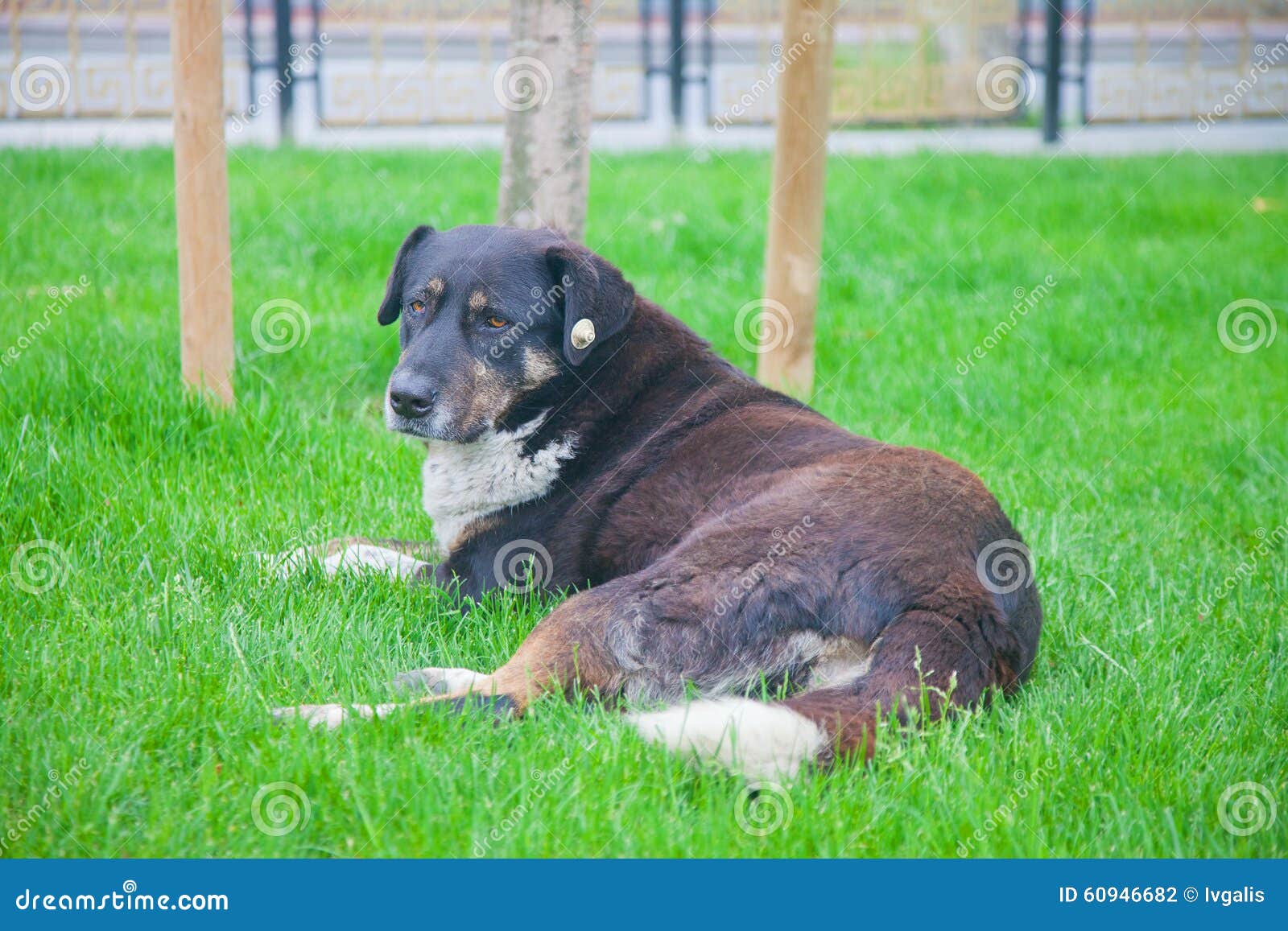 Lonely dog stock photo. Image of loyal, friend, large - 60946682