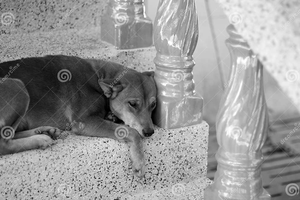 Lonely dog stock photo. Image of black, pity, lonely - 41231086