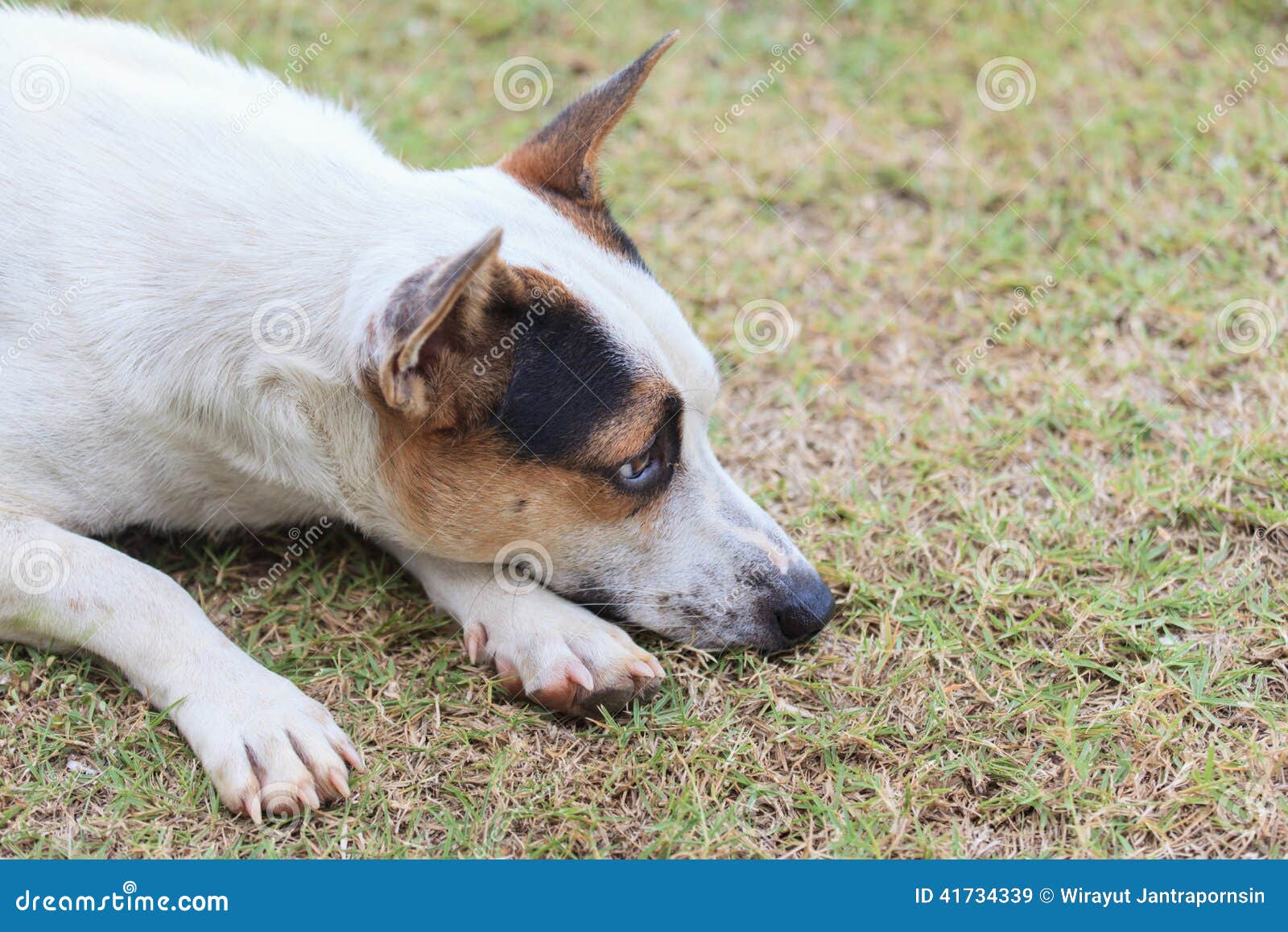 Lonely Dog stock image. Image of laying, wild, stray - 41734339