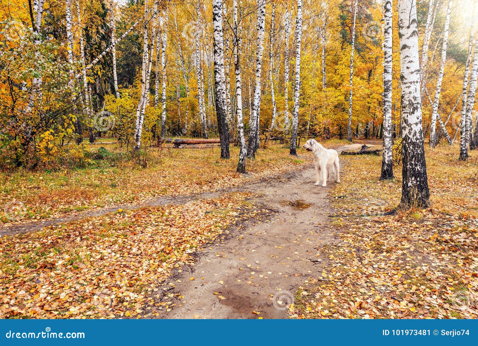 Lonely dog on the path. stock image. Image of looking - 101973481