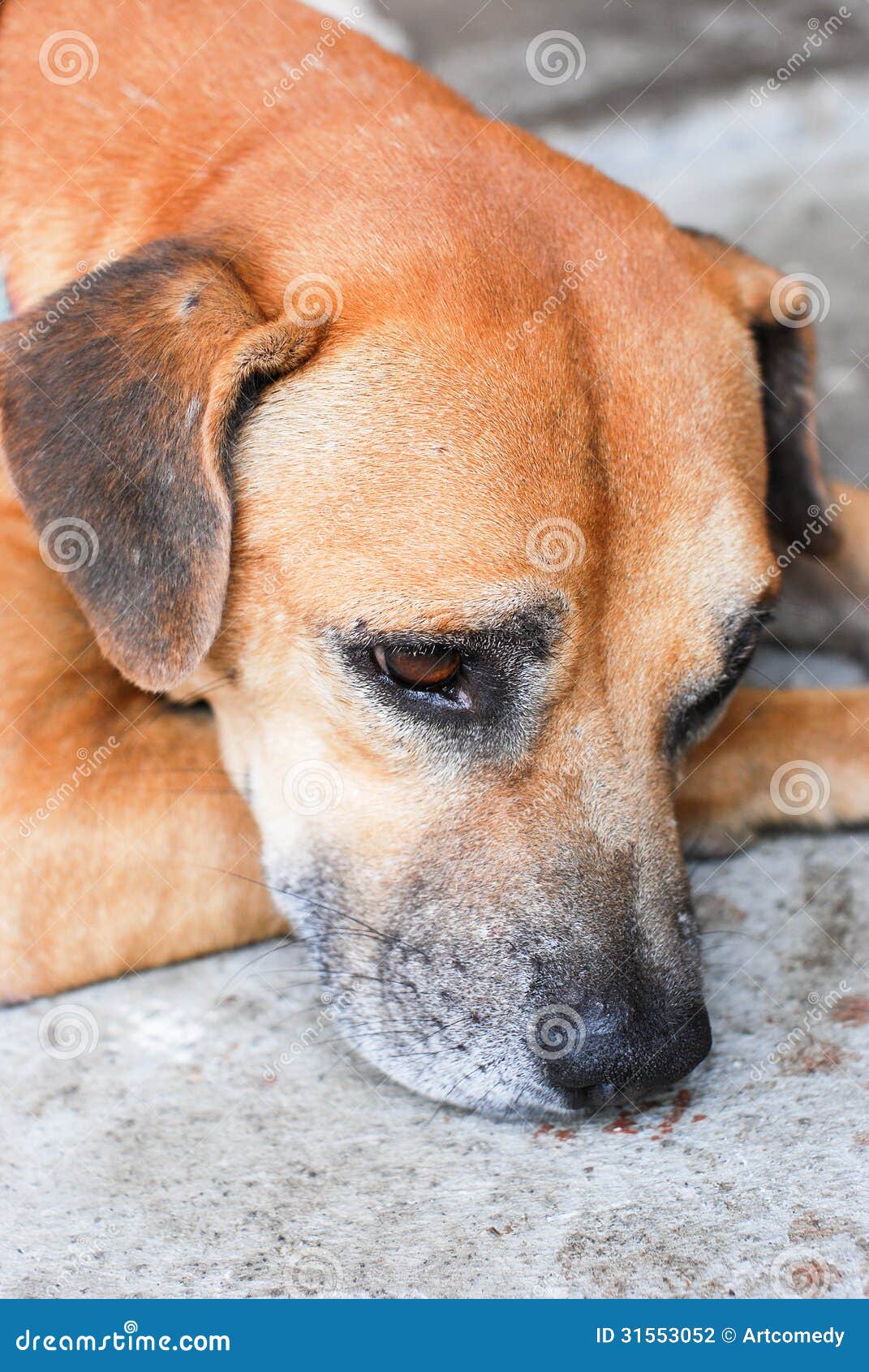 Lonely dog stock photo. Image of city, dirty, face, road - 31553052