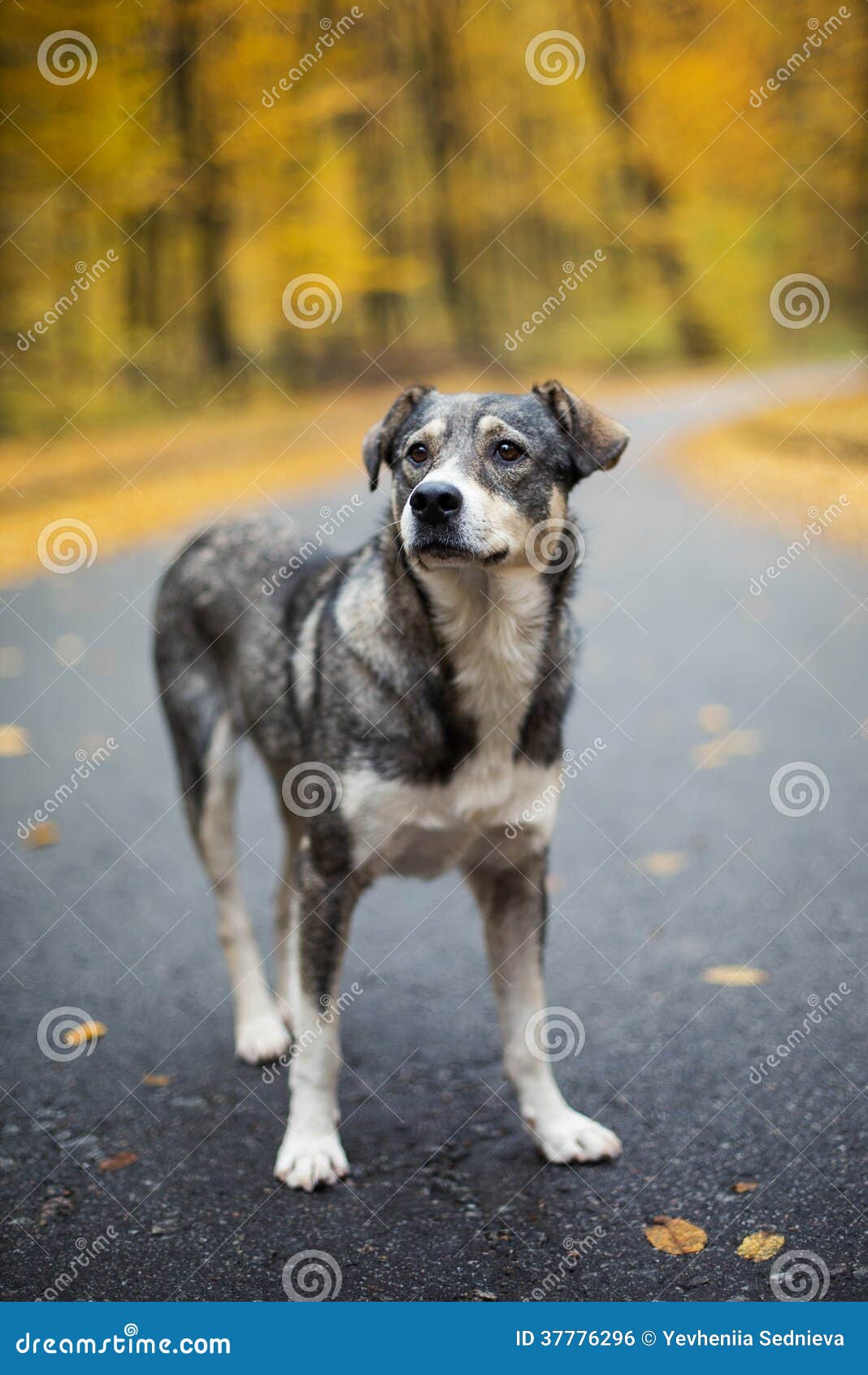 Lonely dog on the road stock photo. Image of background - 37776296