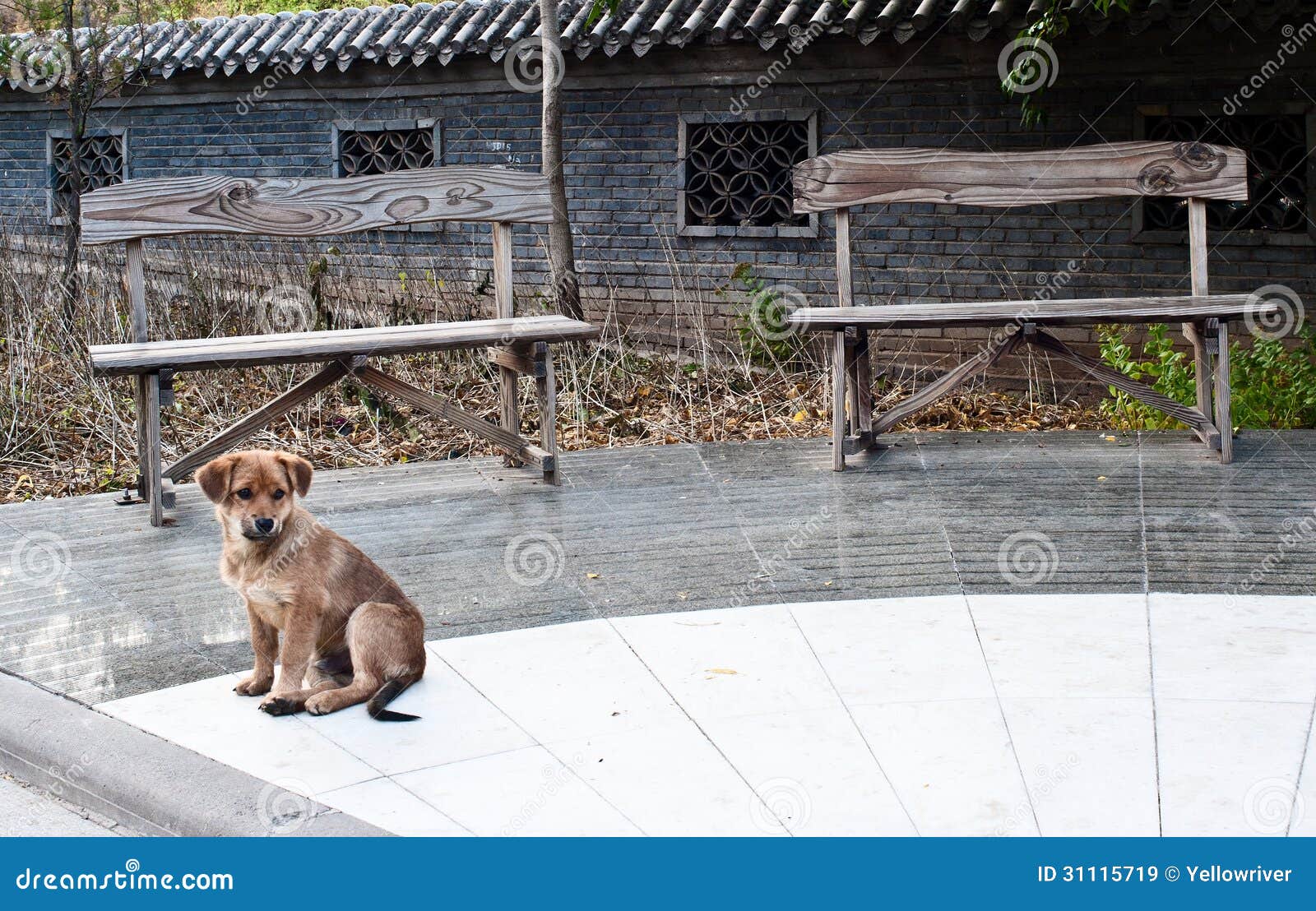 A lonely dog stock image. Image of small, resting, loneliness - 31115719