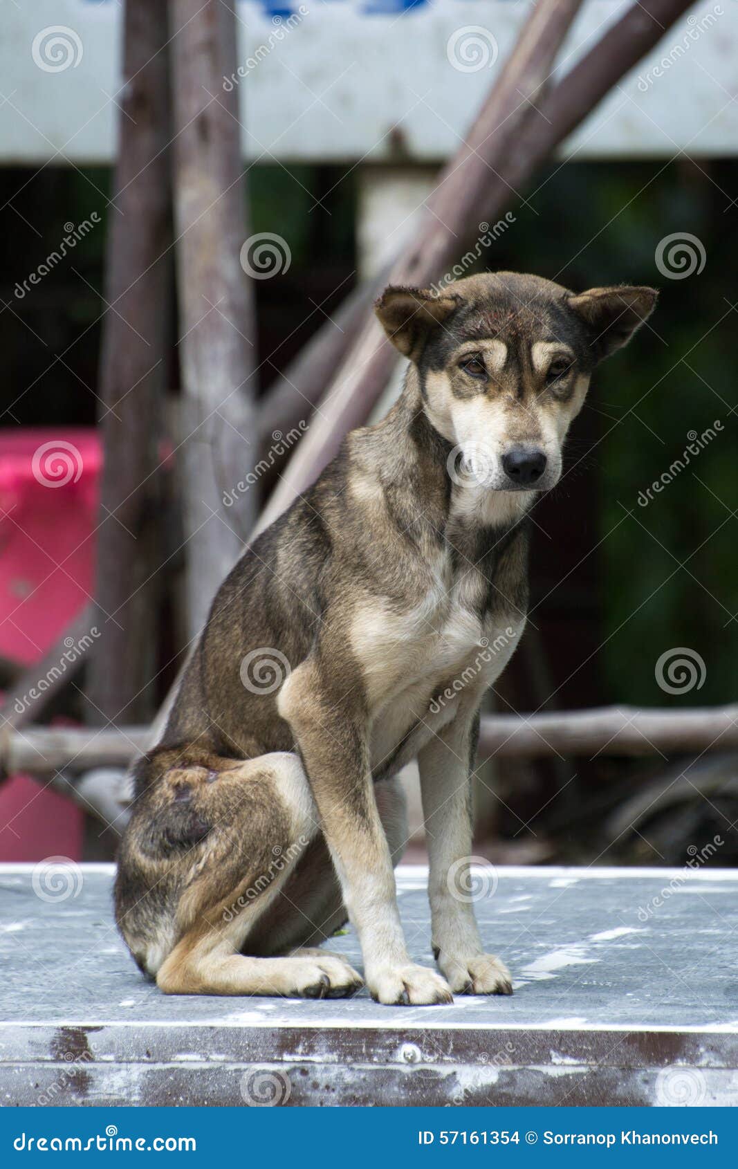 Lonely dog stock photo. Image of think, animals, friend - 57161354