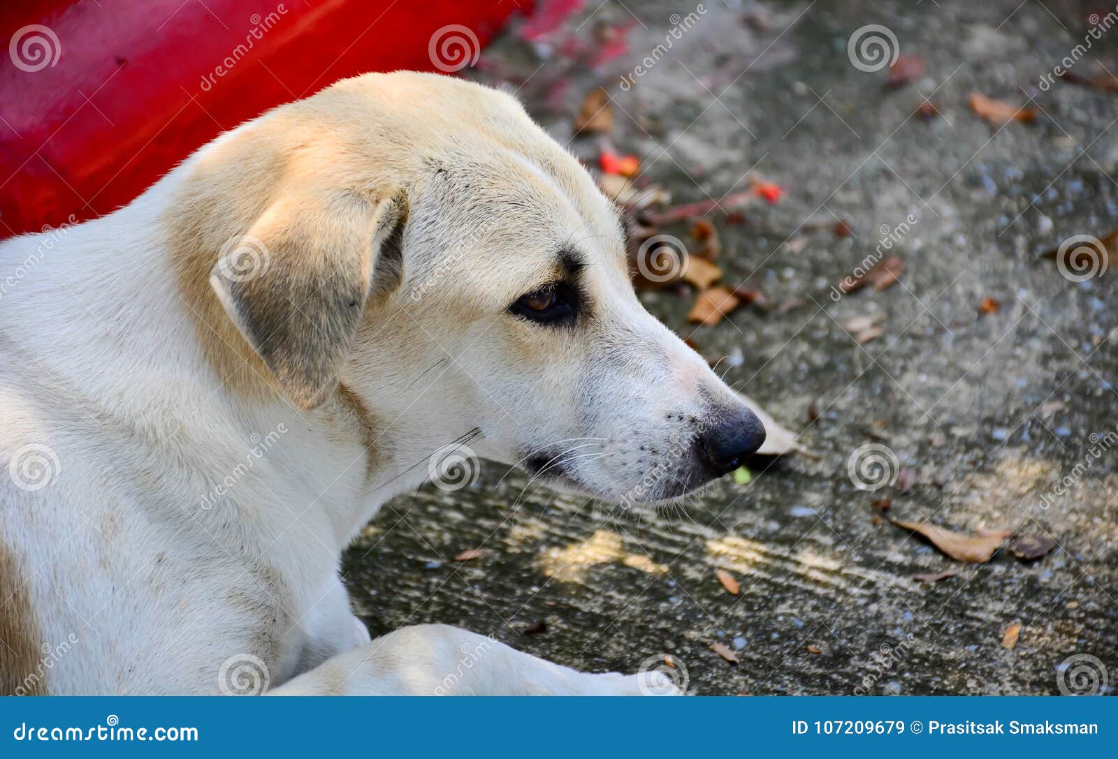 Lonely dog stock image. Image of street, animal, lonely - 107209679