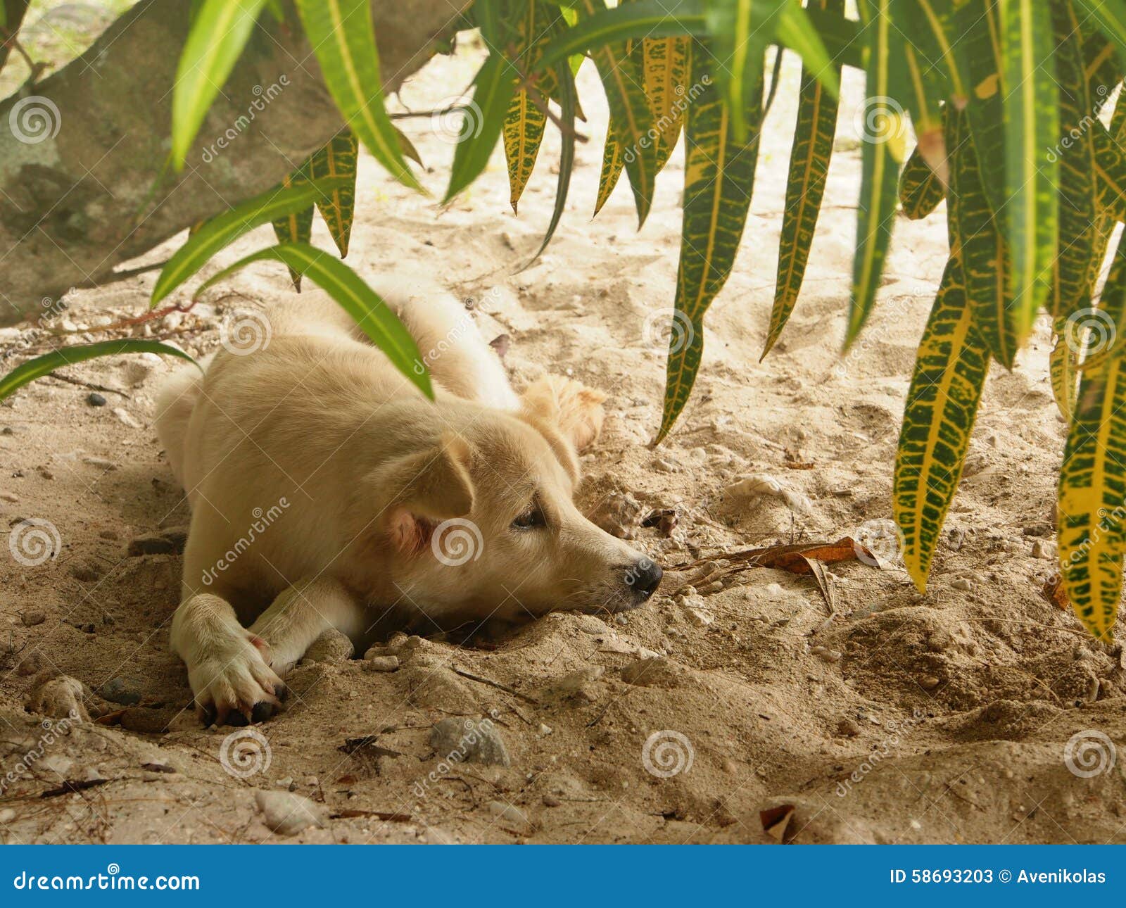 Lonely Dog Under the Tree stock image. Image of light - 58693203