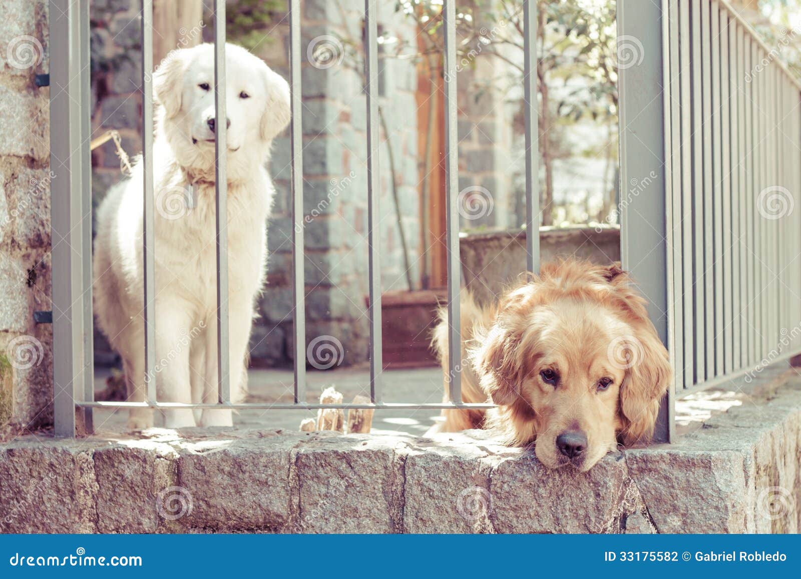 Lonely Dogs stock photo. Image of bred, adopt, adoption - 33175582