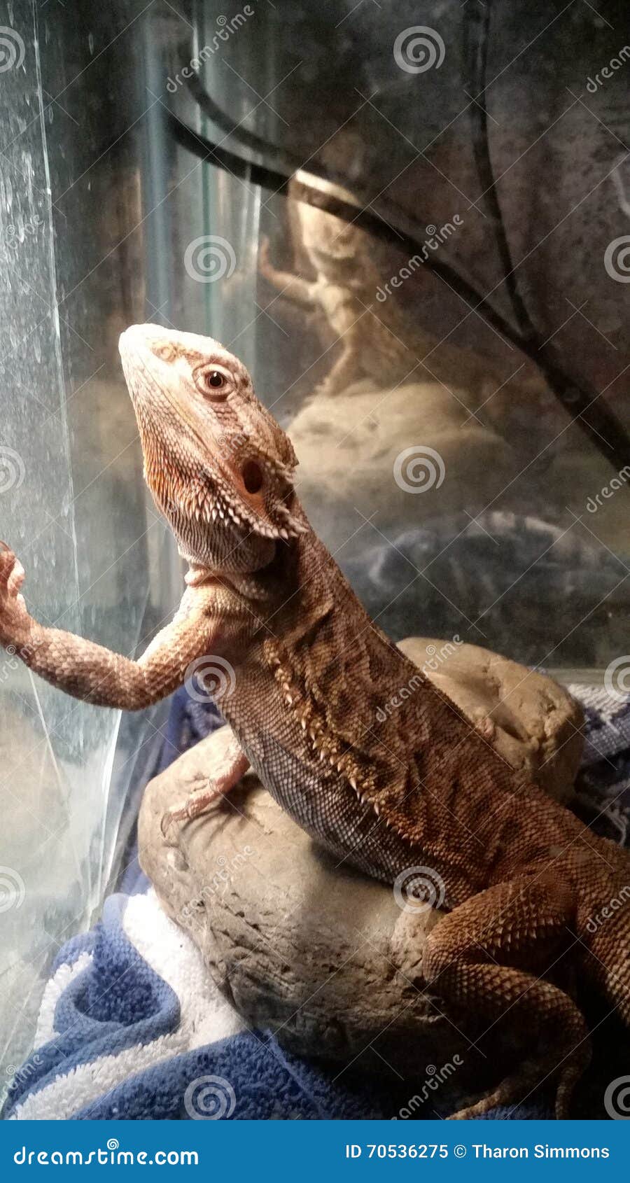 Lonely dragon stock image. Image of lonely, princess - 70536275