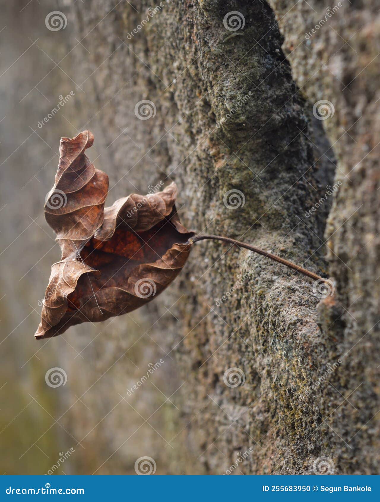 Lonely Dried Dead Leaf Plant Stock Photo - Image of plant, insect ...