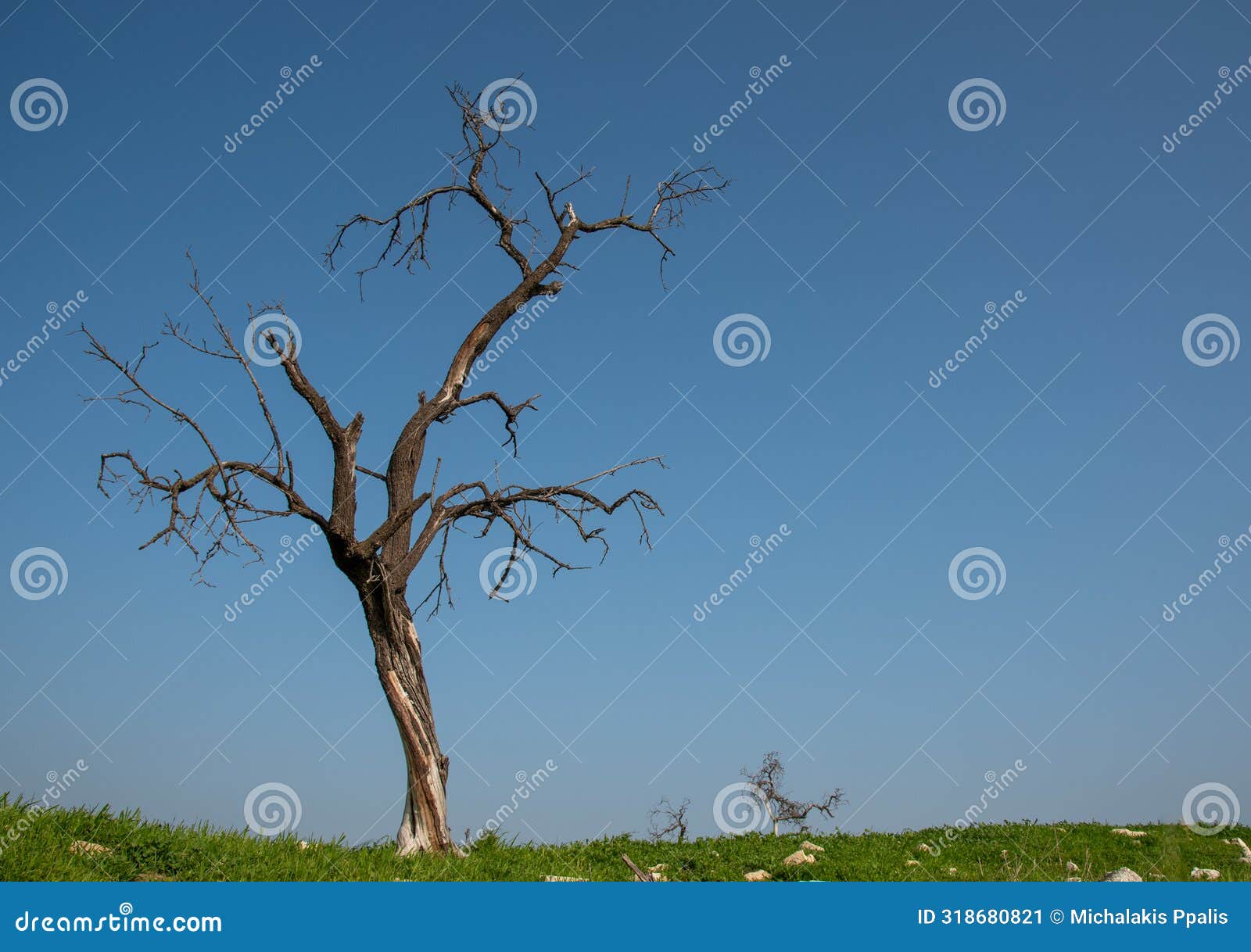 Lonely Dry Leafless Tree in the Green Meadow Standing Blue Sky. Copy ...
