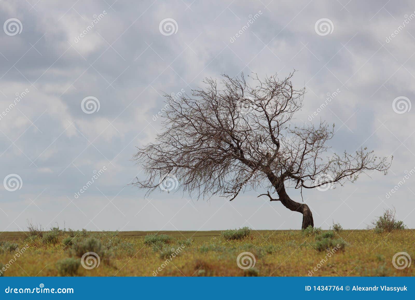 Lonely dry tree stock photo. Image of cereal, natural - 14347764