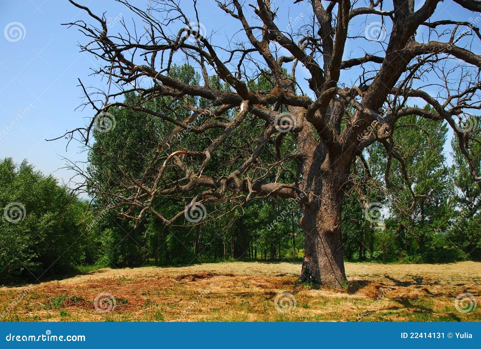 Lonely dry tree stock image. Image of scenic, black, branch - 22414131