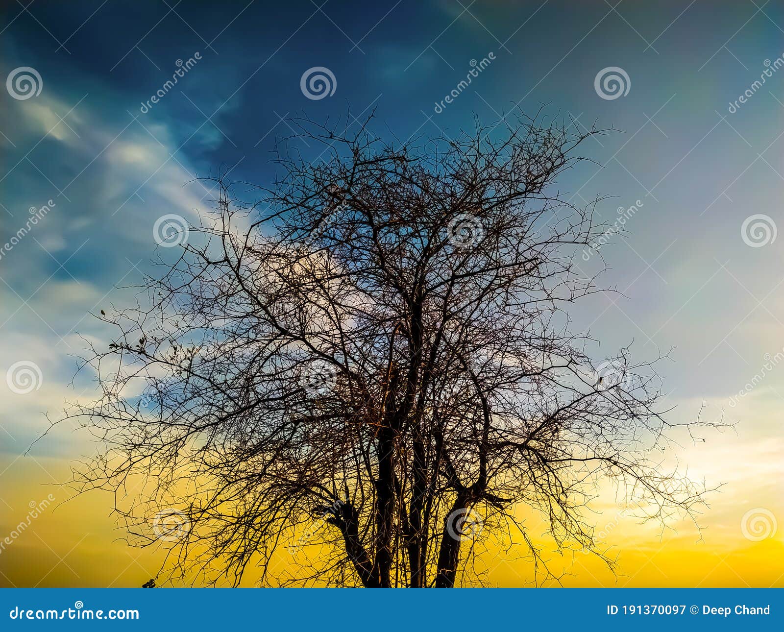 Lonely Dry Tree Against the Backdrop of a Beautiful Sunset Stock Image ...