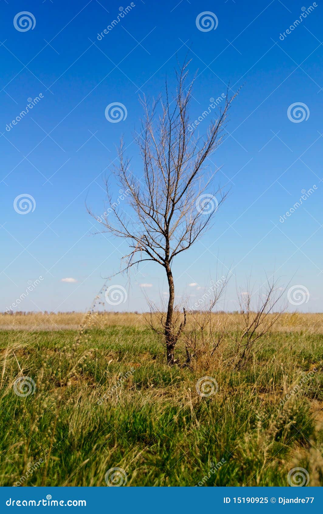 Lonely Dry Tree Against the Blue Sky and Stock Image - Image of plain ...
