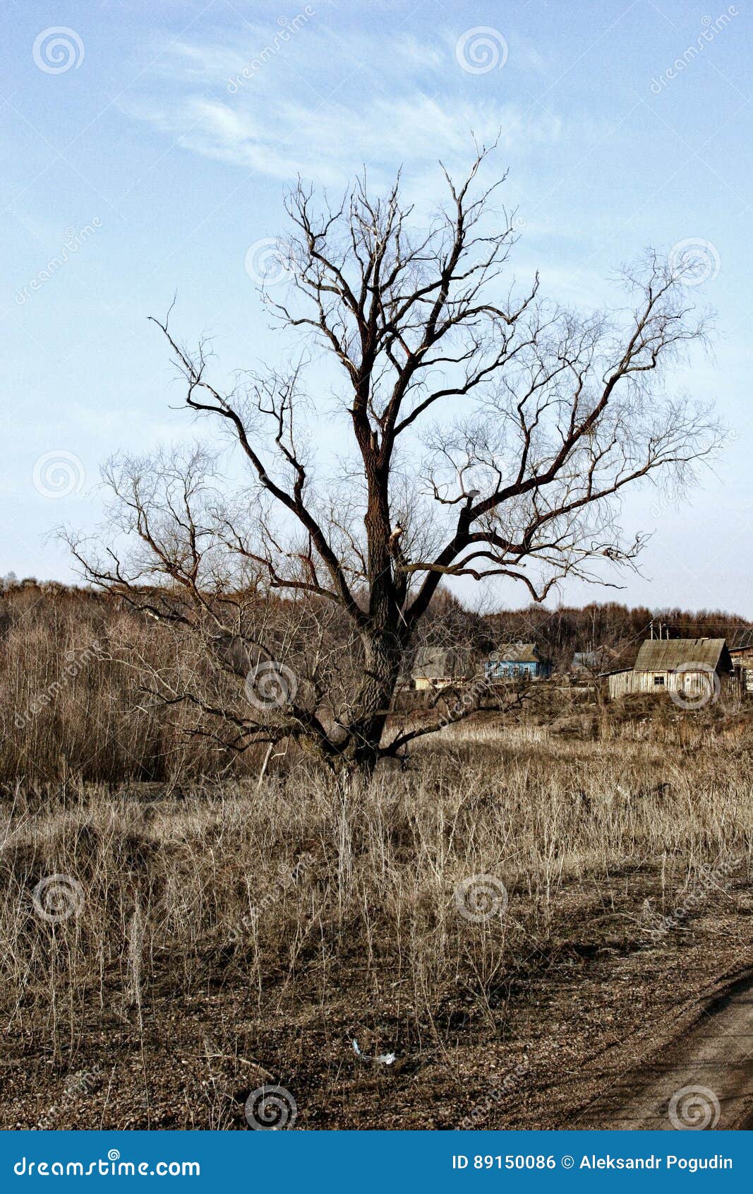 Lonely Dry Tree on the Background of a Small Village Stock Photo ...