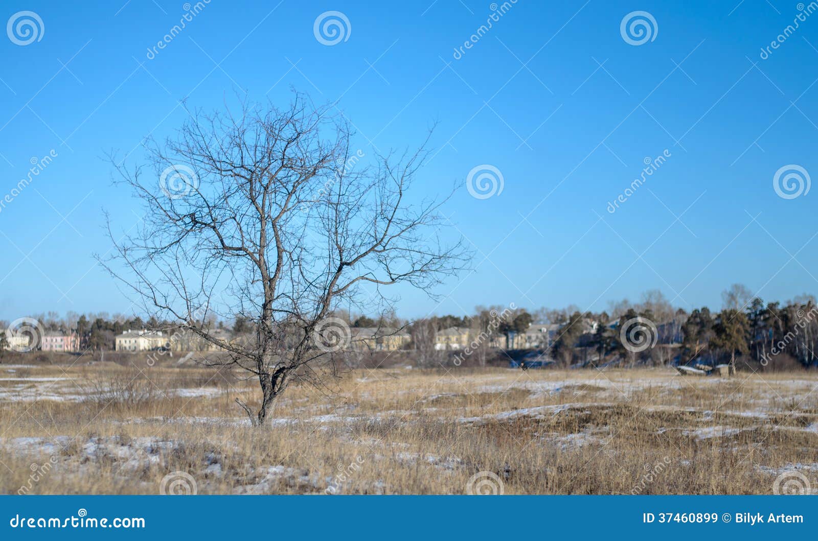 Lonely, dry tree. stock image. Image of autumn, environment - 37460899