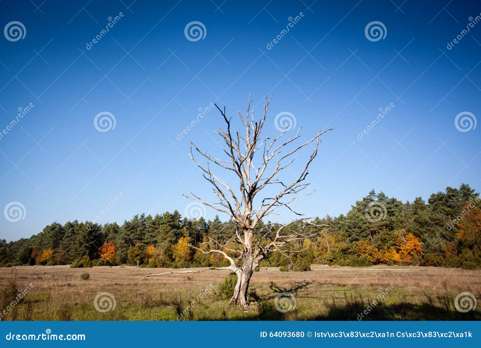 Lonely dry tree stock photo. Image of blue, death, barcs - 64093680