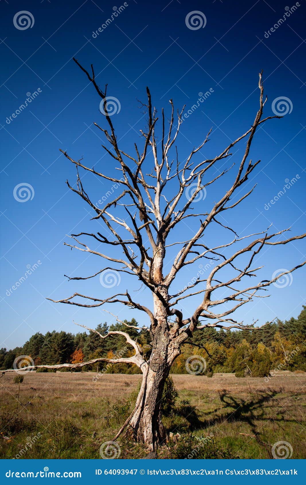 Lonely dry tree stock image. Image of concept, extreme - 64093947
