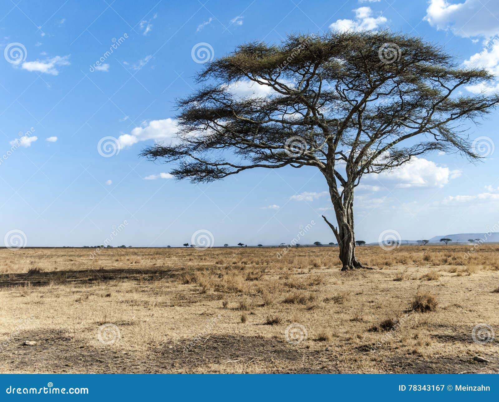 Lonely Dry Tree in the Desert of the Serengeti Stock Image - Image of ...