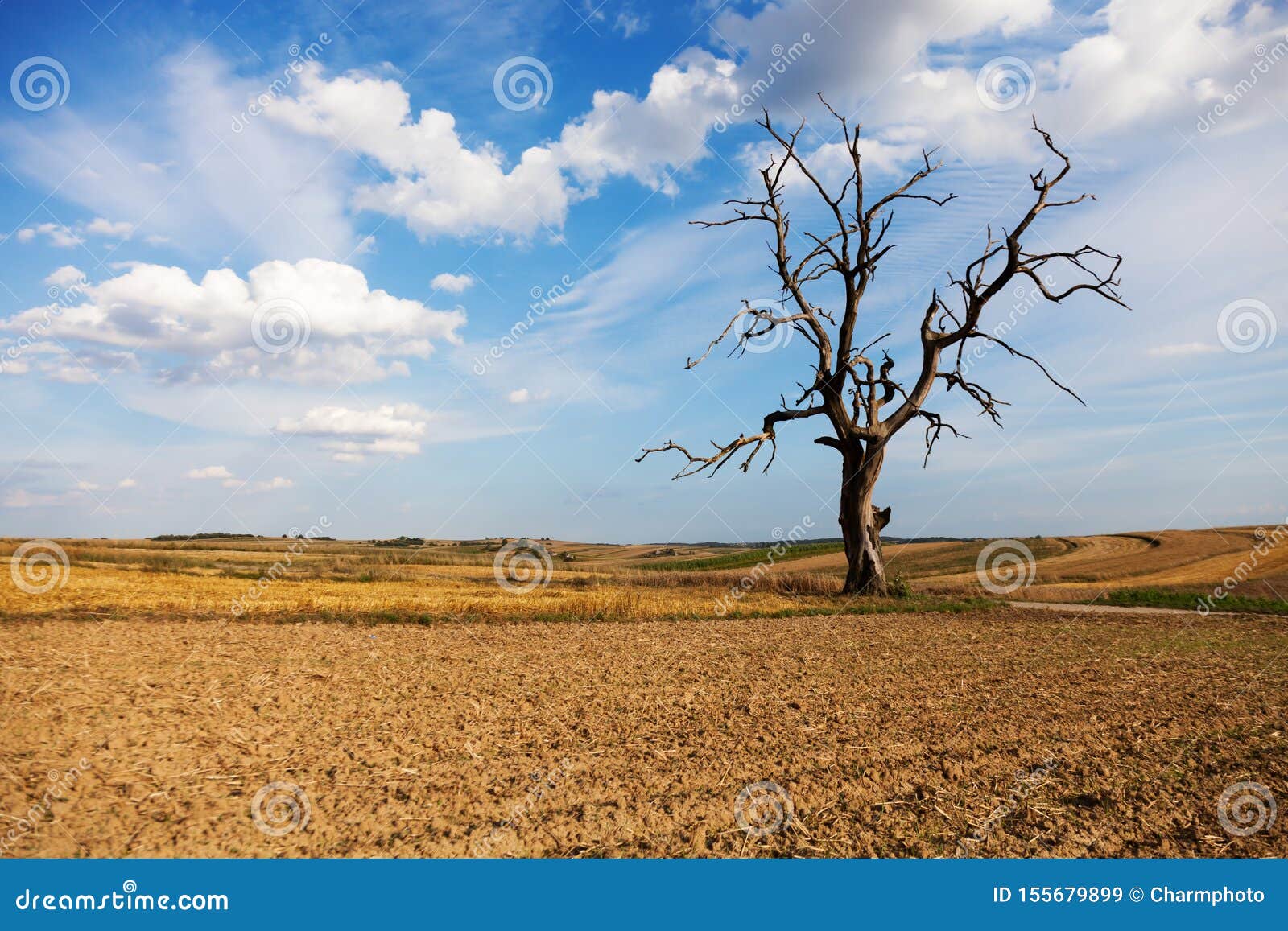 Lonely Dry Tree on the Field. Still Life. Climate Effects Stock Image ...