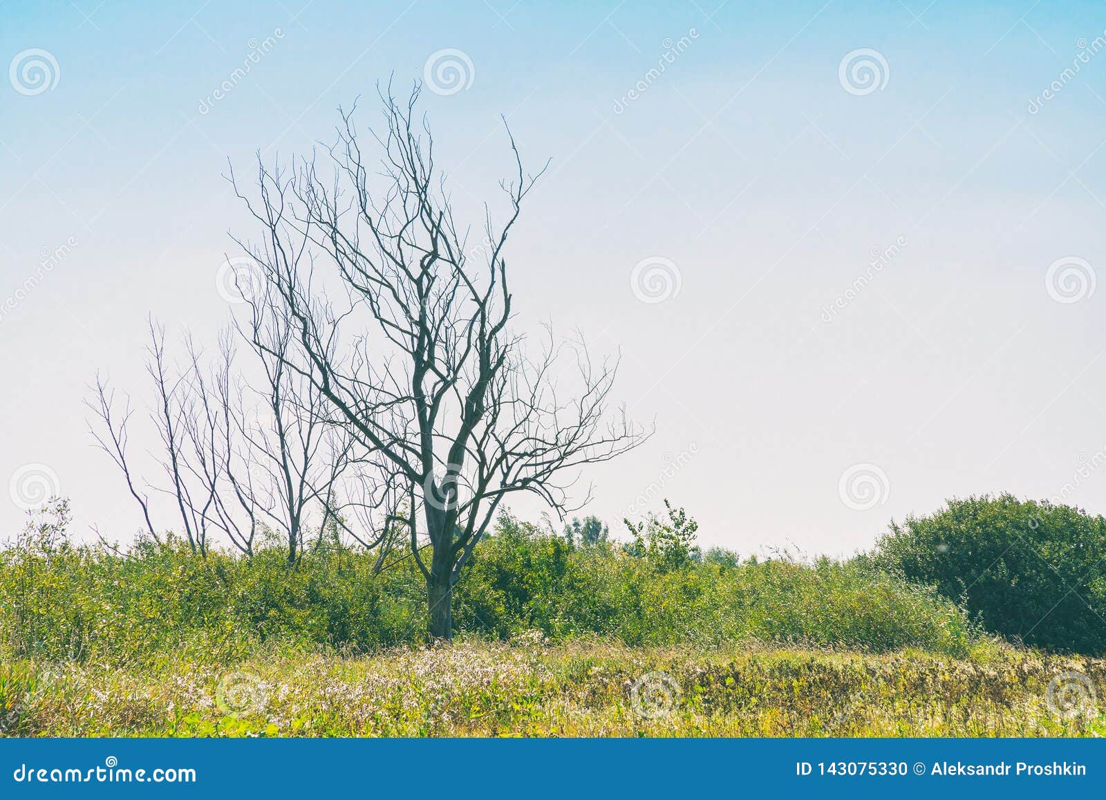 Lonely Dry Tree on a Green Meadow Stock Photo - Image of farmland ...