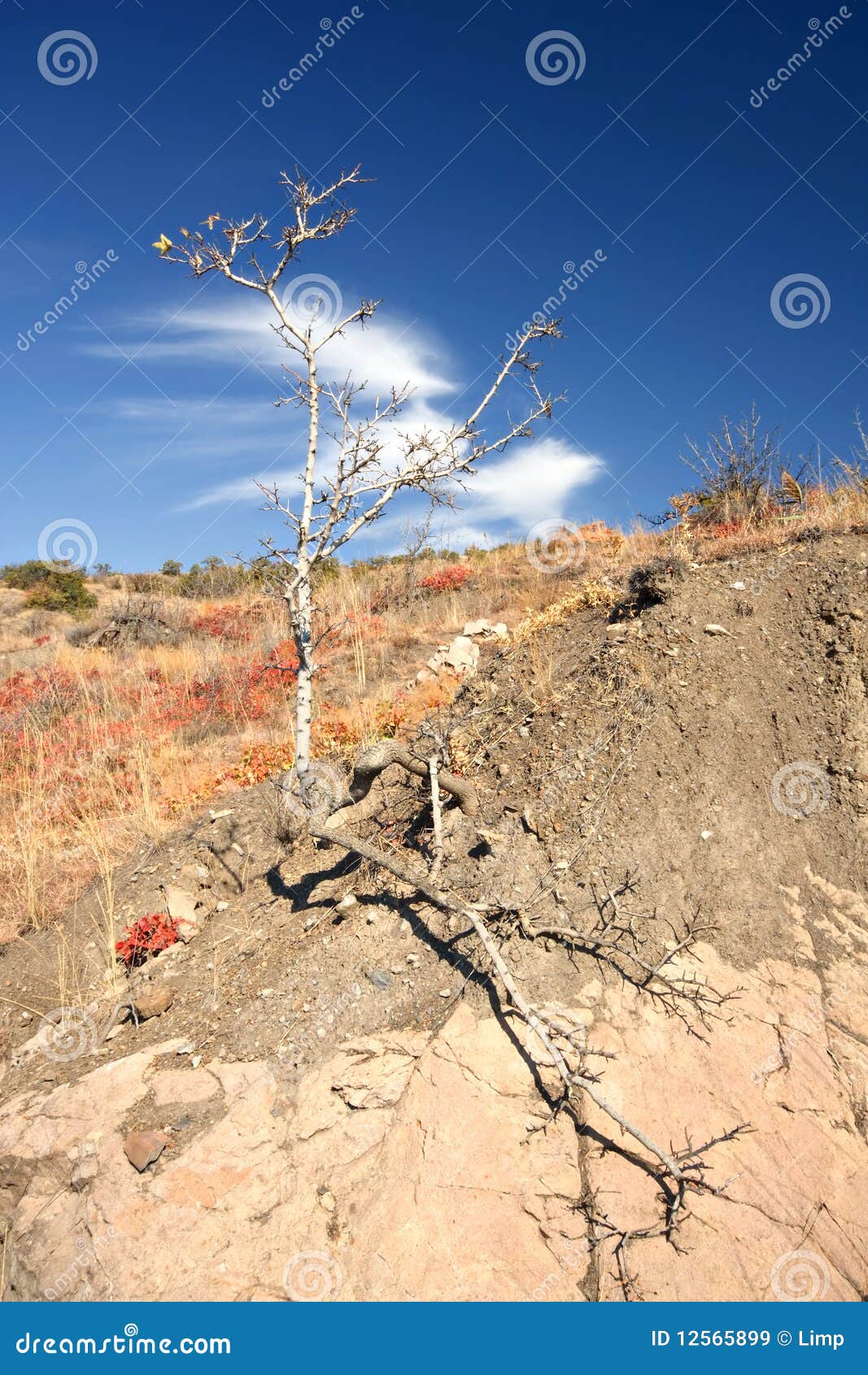 Lonely Dry Tree on the Mountain Slope in Crimea Stock Image - Image of ...